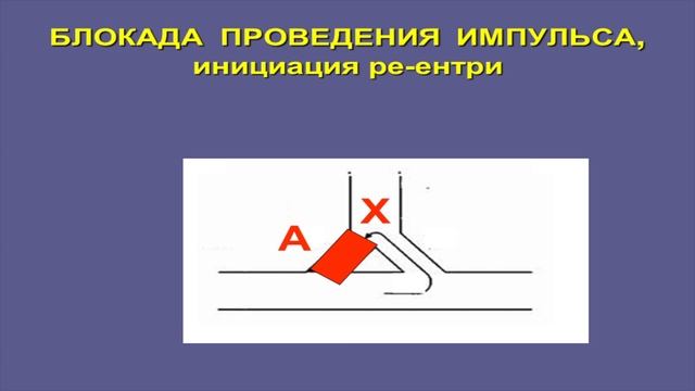 Мехнизмы re-entry в кардологии (физиология и субстрат) Кошкина Е В