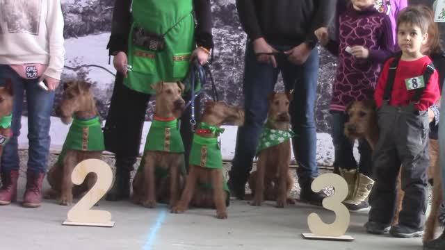 Ирландские терьеры :" Рыжий концентрат" 2018 (ВСТРЕЧА)