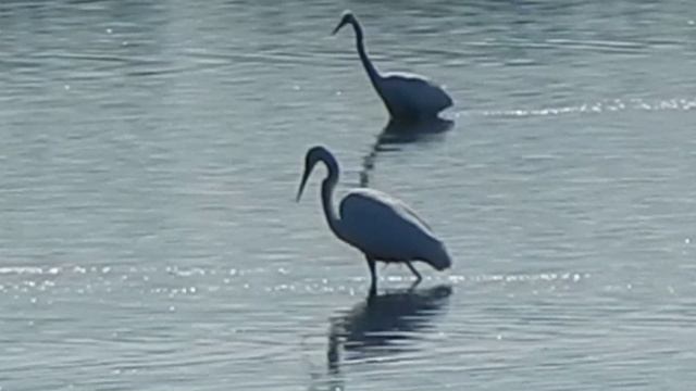 Цапли и утки