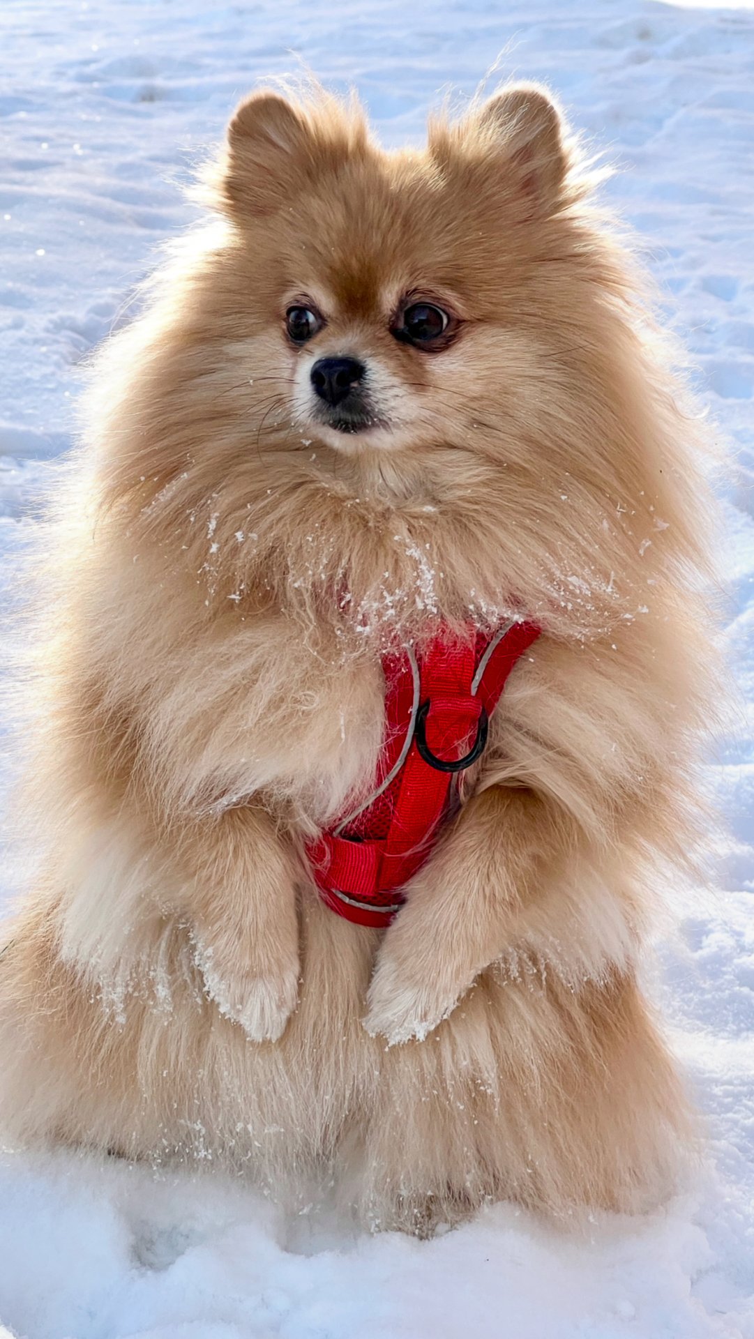 Бася объявила забастовку!