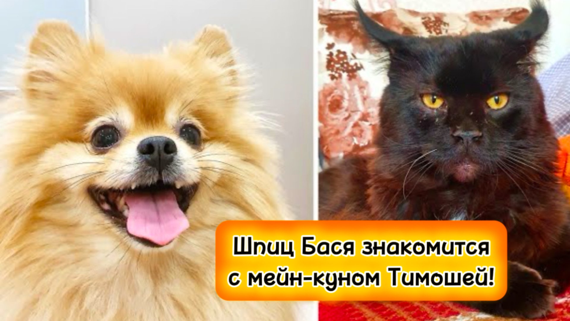 Шпиц Бася знакомится с мейн-куном Тимошей!
