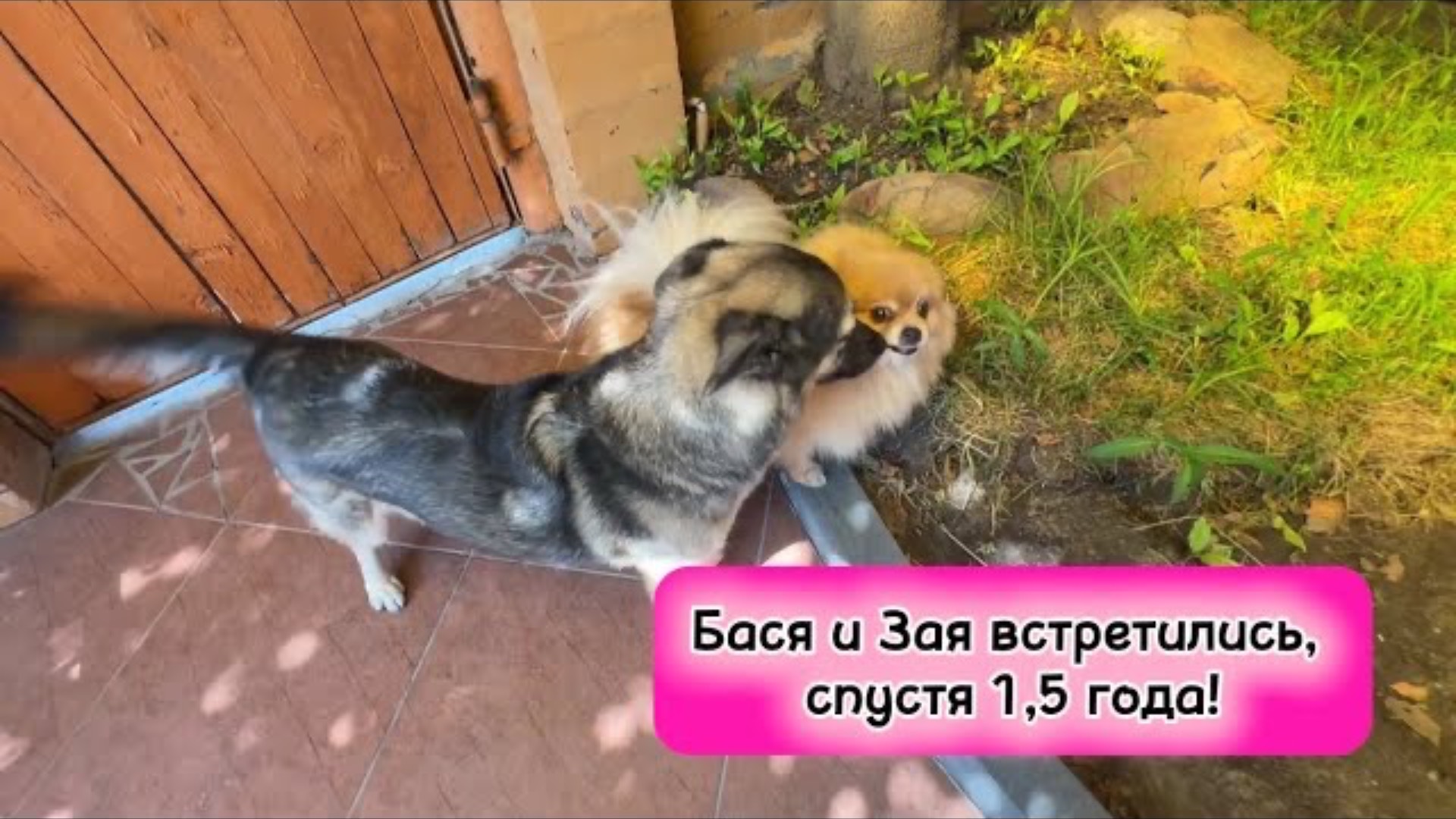 Бася и Зая встретились спустя 1,5 года!