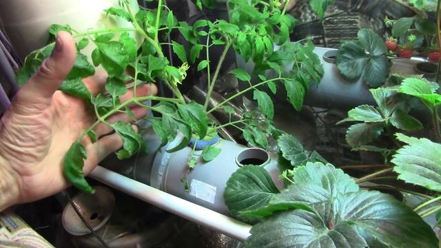 КЛУБНИКА НА ГИДРОПОНИКЕ. Небольшой отчетик для подписчиков.