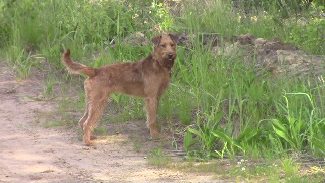 Ирландские терьеры : Лето , лето  ! РОКСИ в гости !
