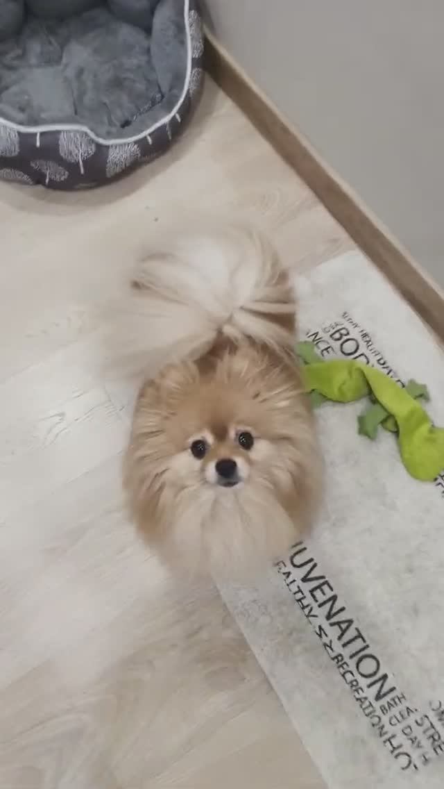 Почти милый шпиц - Бася!