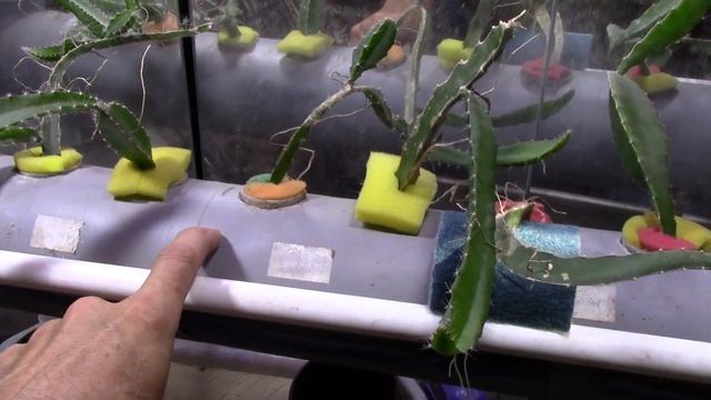 КАКТУС НА ГИДРОПОНИКЕ - Это возможно! ПИТАХАЙЯ.  CACTUS ON HYDROPONICS - It's possible!