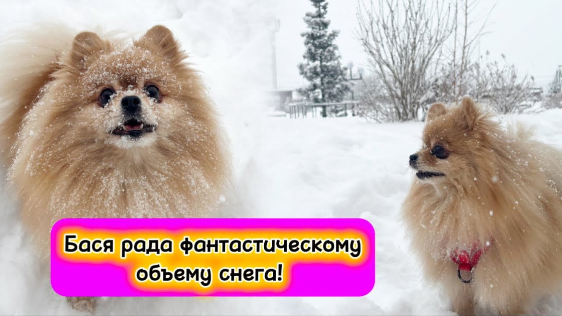 Бася рада фантастическому объему снега!