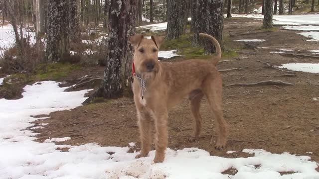Ирландские терьеры :  Льдинка  , льдинка  скоро май  ...