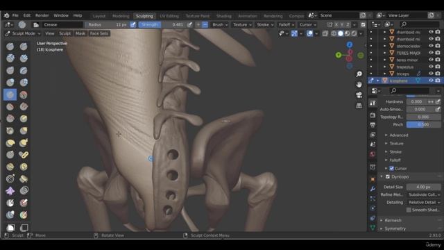 2. Anatomy The Upper Body 12 - Latisimus Dorsi