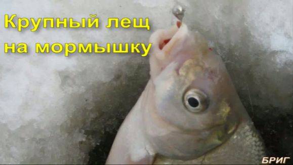 Крупный лещ на мормышку