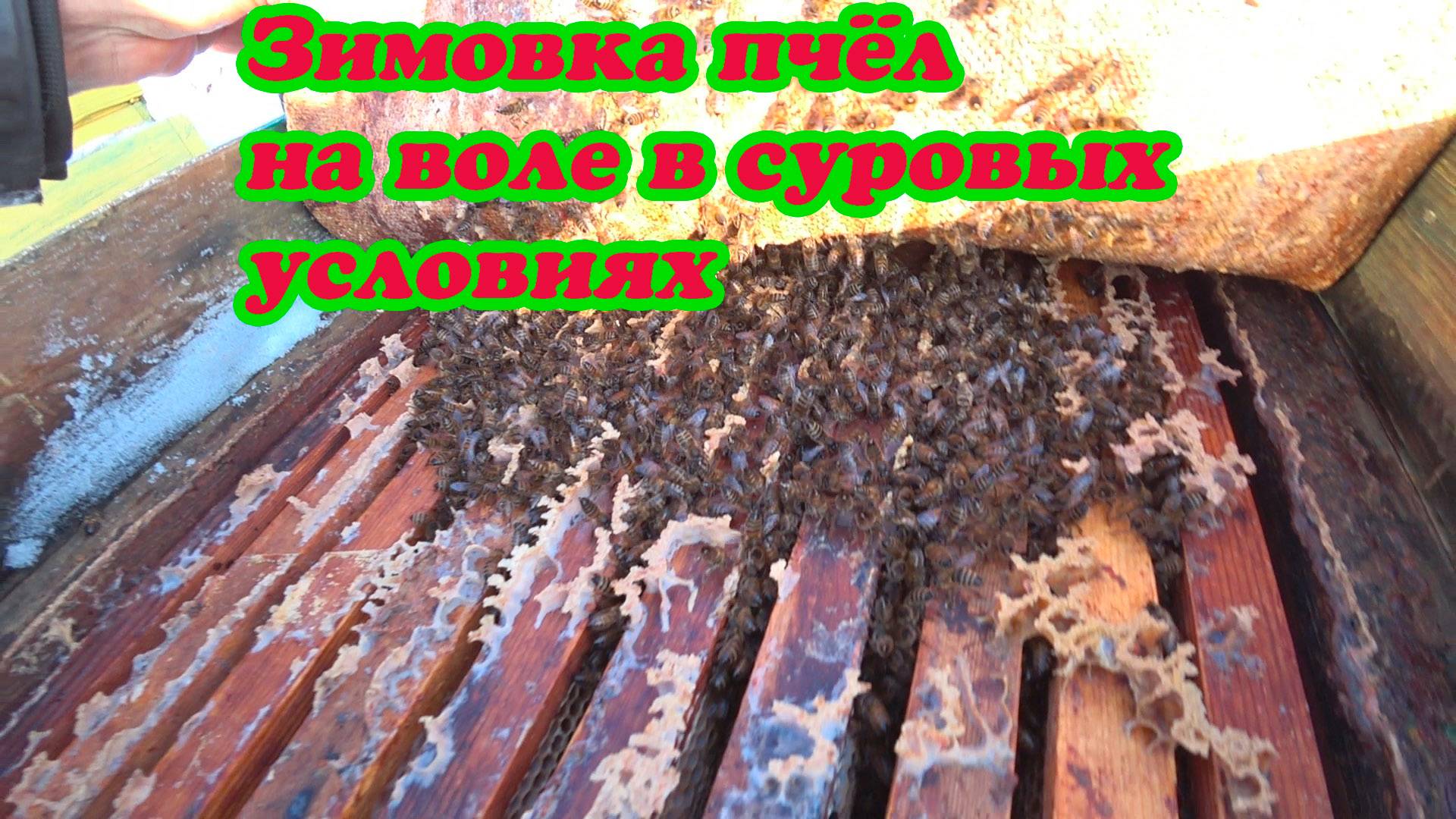 ЗИМОВКА ПЧЁЛ НА ВОЛЕ В УЛЬЯХ РУТА