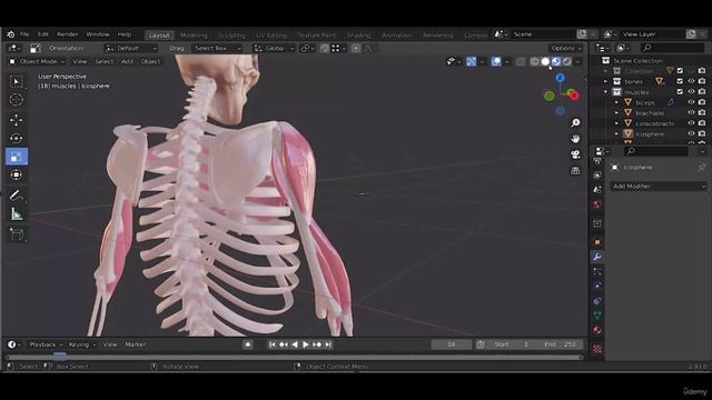 2. Anatomy The Upper Body 06 - Deltoids