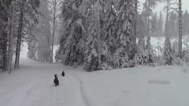 Ирландские терьеры: Настоящая зима 2015