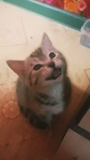Котёнок мяукает просит кушать