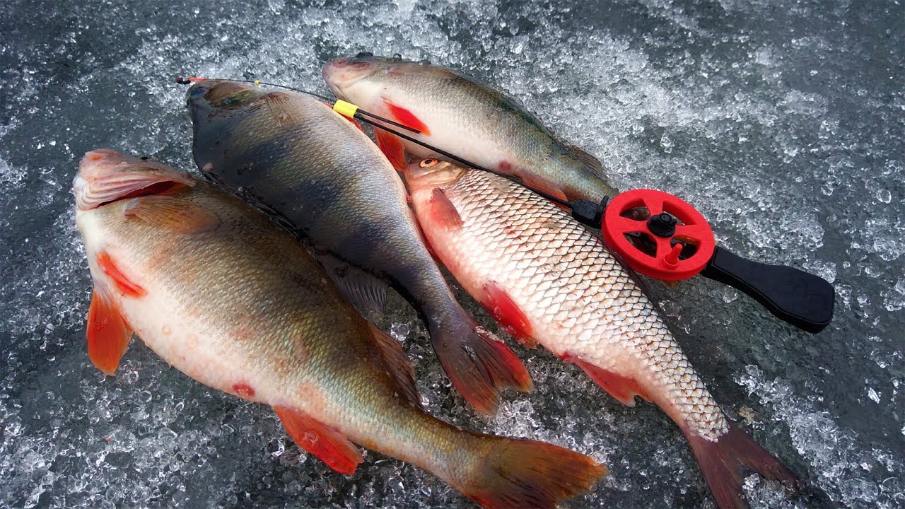 ОКУНИ КАБАНЫ И СОРОГА на тонкую леску!!!МОИ ПЕРВЫЕ ТРОФЕИ НА ГВОЗДЕШАРИК! Последний лед