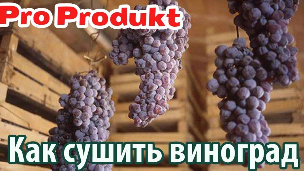 Как сушить виноград