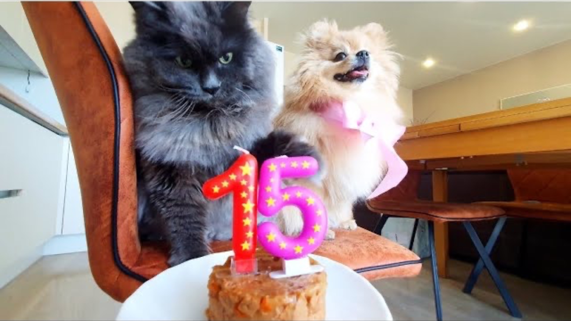 Кот празднует День Рождения 15 лет! Шпиц приглашен!