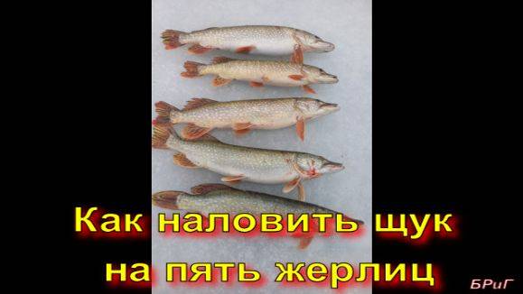 Как наловить щук на пять жерлиц.
