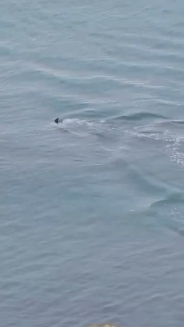 Дельфинов заметили в Сочи