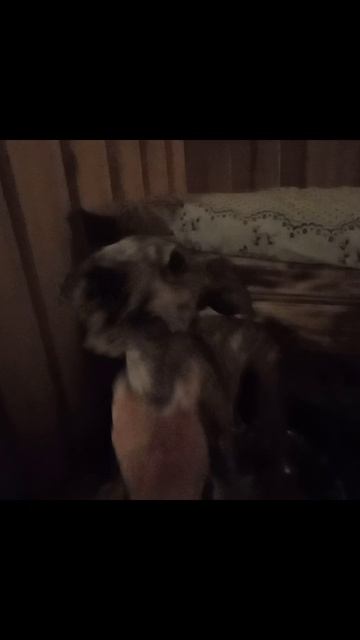 Рича пёс парится | релакс | #shorts