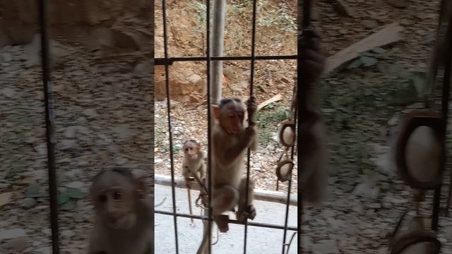 Любители винограда