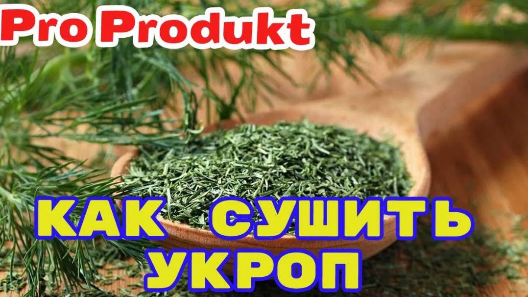 Как сушить укроп