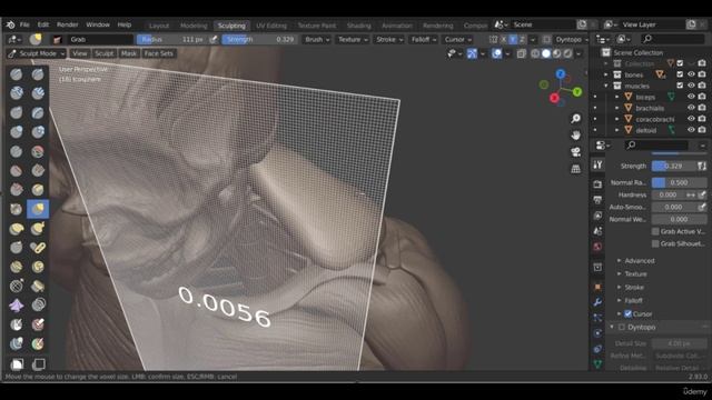 2. Anatomy The Upper Body 11 - Trapezius