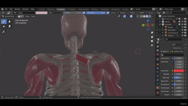 2. Anatomy The Upper Body 18 - Rhamboid