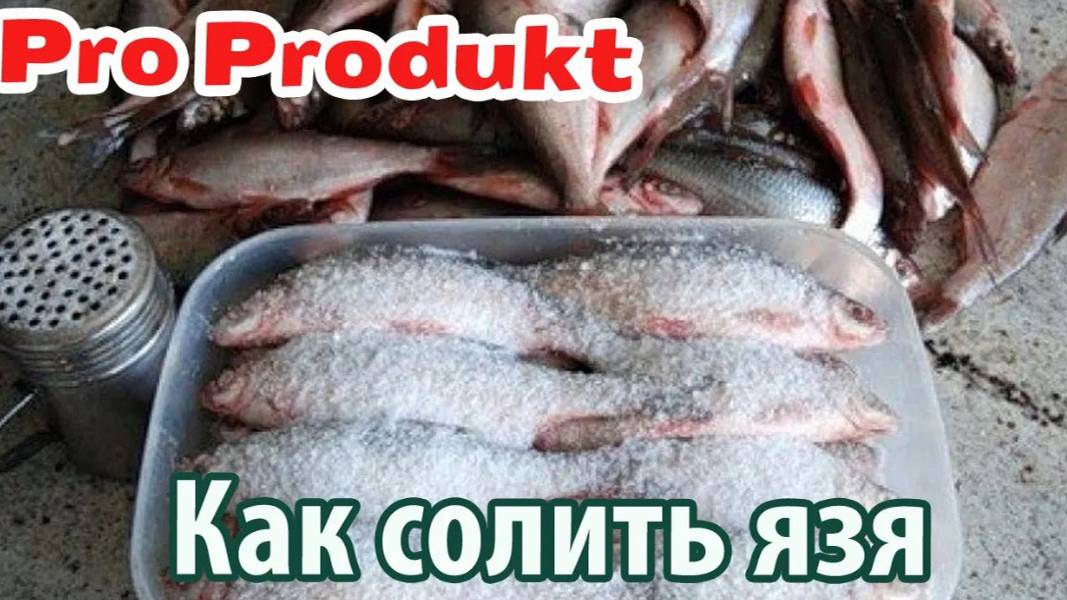 Как солить язя