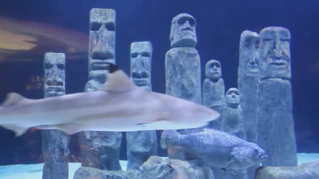 Летим в Турцию. Океанариум в Анталии.