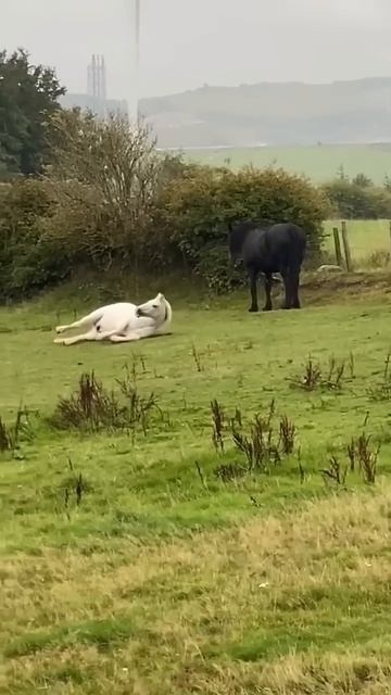 Horse is the best🥰#funny #funnyanimal #funnyshorts #funnypet #pets #horse #horselovers #funnymemes