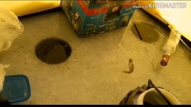 Заготовка живца на щуку.18+