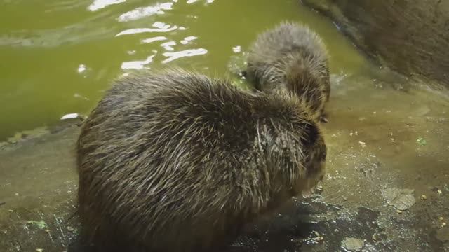 БОБРЫ В ПИТОМНИКЕ