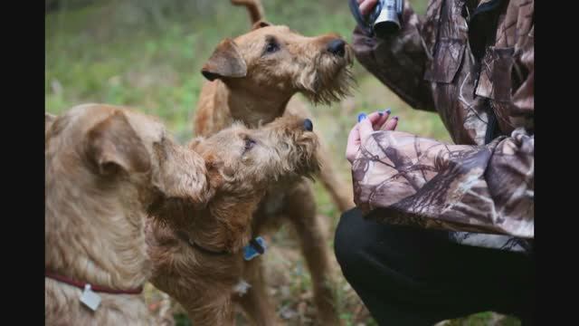 Ирландские терьеры: в гостях у щенка-сыночка  уилла 26 апр 2015