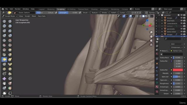 2. Anatomy The Upper Body 10 - Teres Major