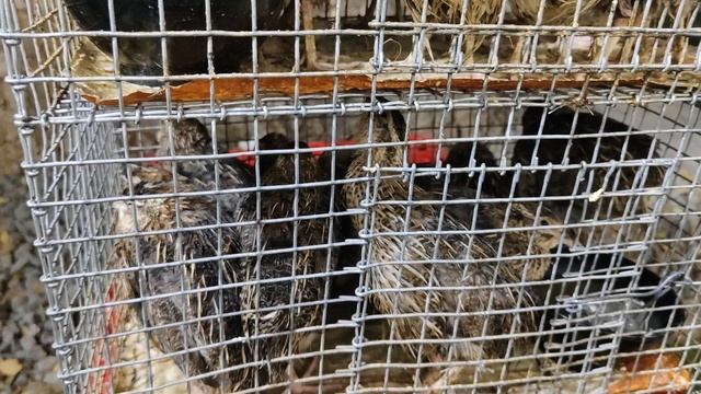 Дорогие циплята черных кур