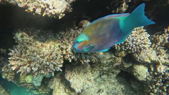 Обзор бухты Шаркс бей ( Shark's Bay)  6 серия. Немного дайвинга и разных рыб.