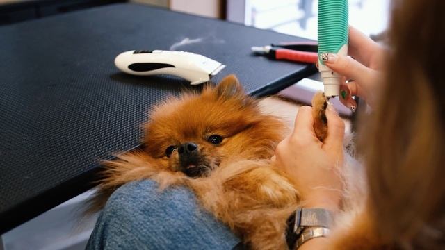 🐾 Регулярный груминг: важность для питомца