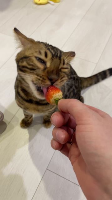 Кот и клубничка