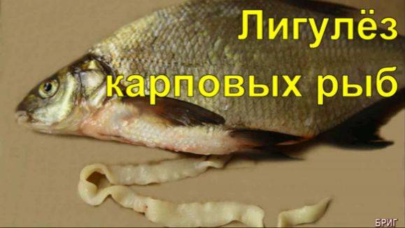 Лигулёз у карповых рыб .