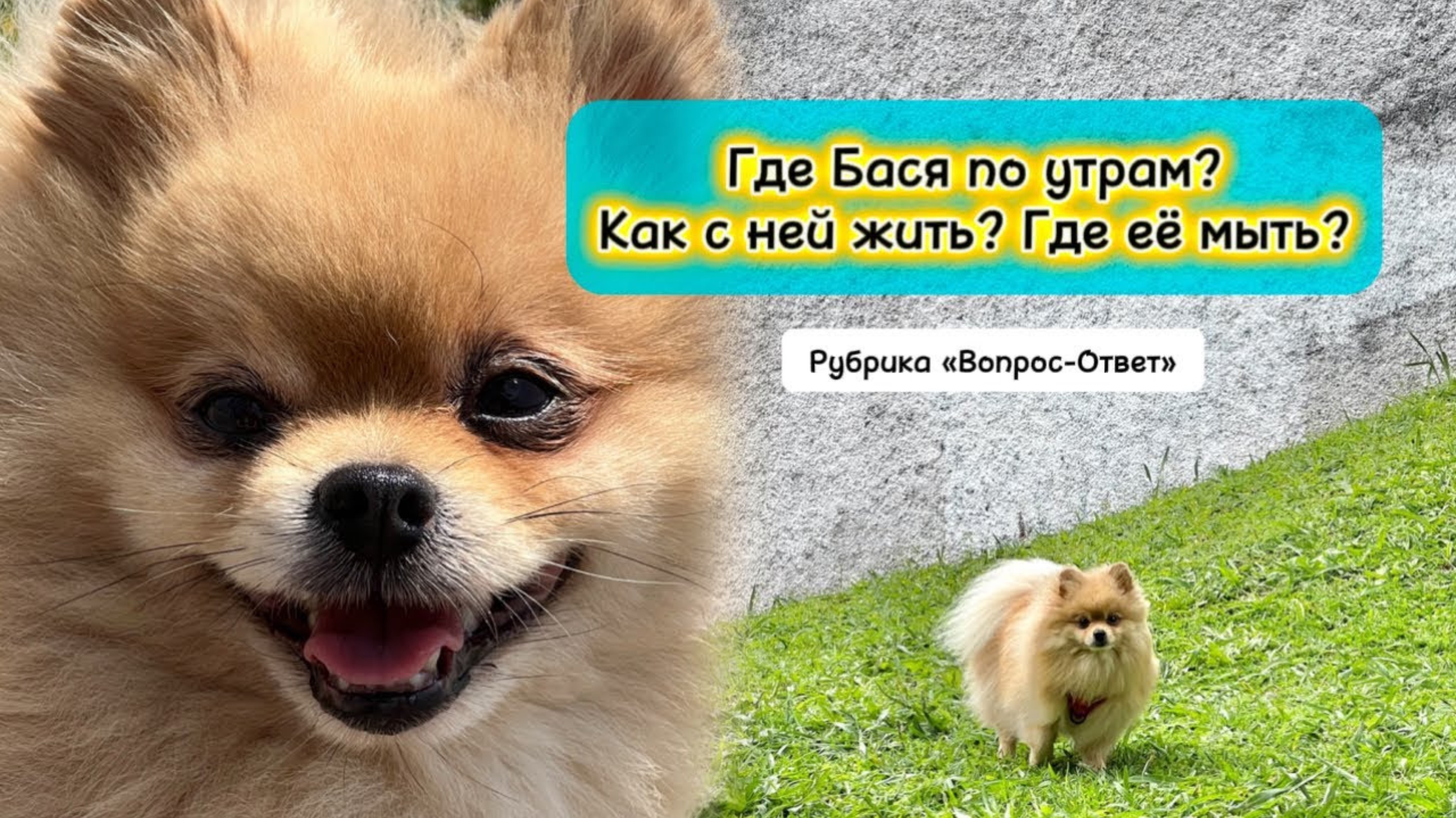 Где Бася по утрам? Как с ней жить? Где её мыть?