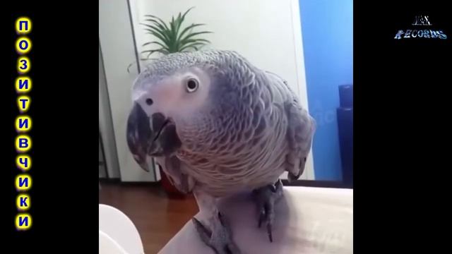 Позитивчики №1 2019