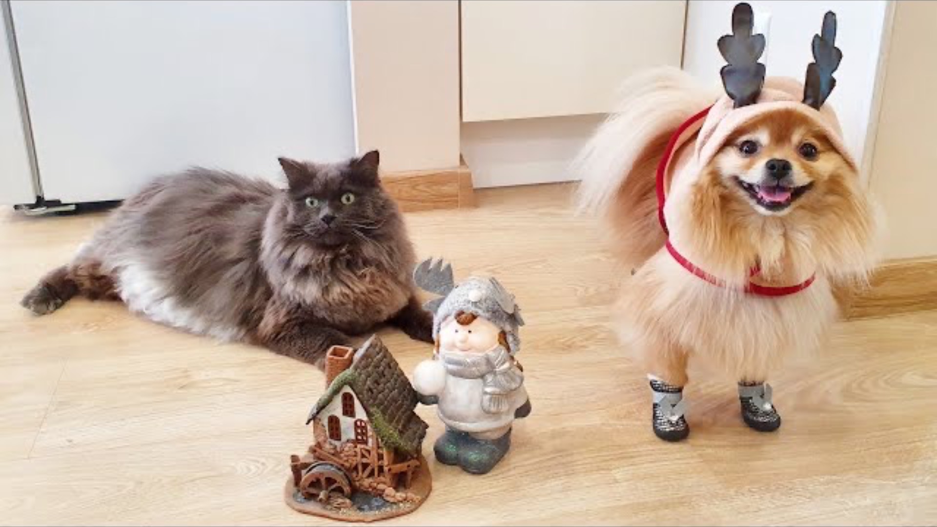 Новогодний костюм шпицинки Баси! ..и немного Рысин!