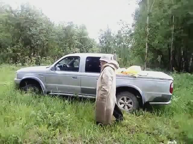 Лесная еда. Не грибы так пиканы! Вкусняшка! Борщевик Сибирский. Ачитский район.