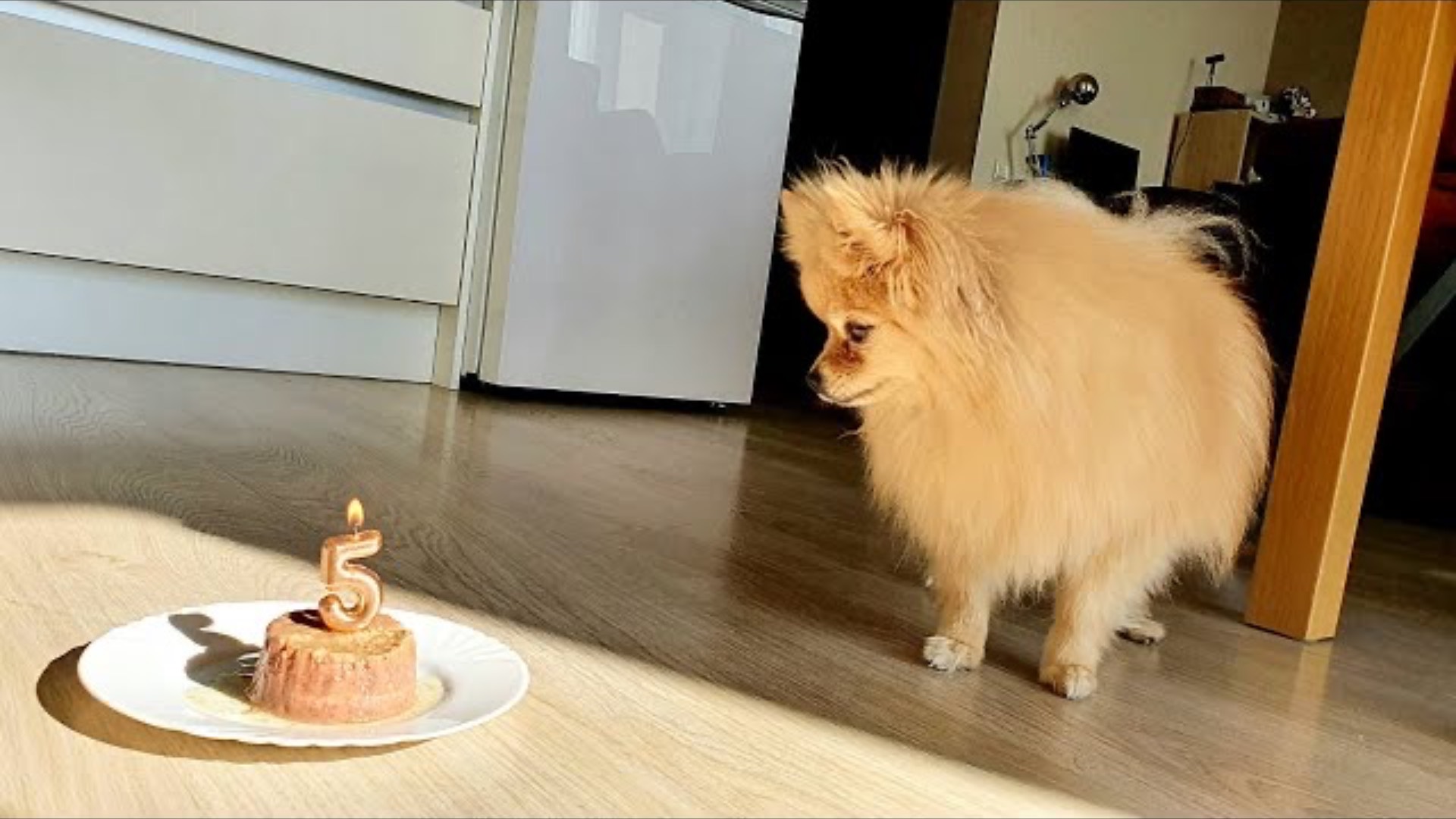 Бася Шпиц празднует свой первый юбилей - 5 лет!