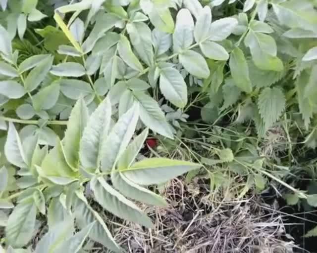 Выживание в лесу. Пикан, пучка или борщевик?