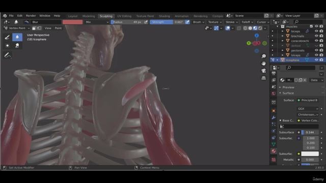 2. Anatomy The Upper Body 09 - Teres Minor
