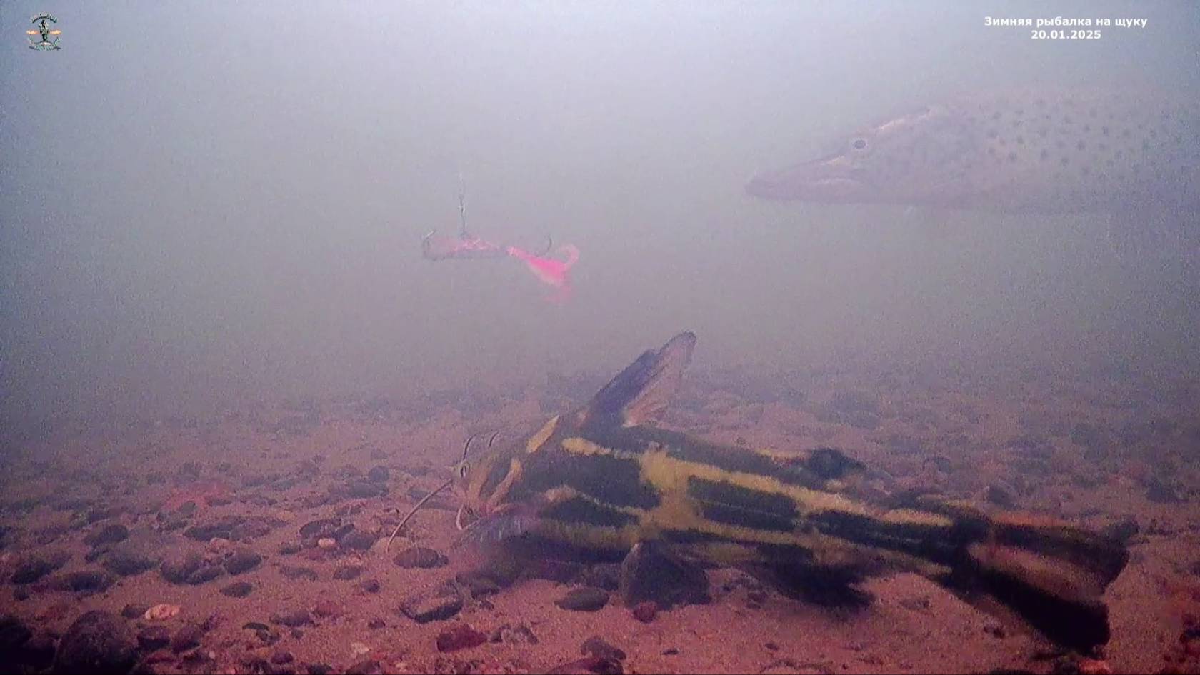 Зимняя рыбалка на щуку 20.01.2025