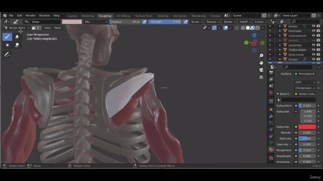2. Anatomy The Upper Body 17 - Infraspinitus
