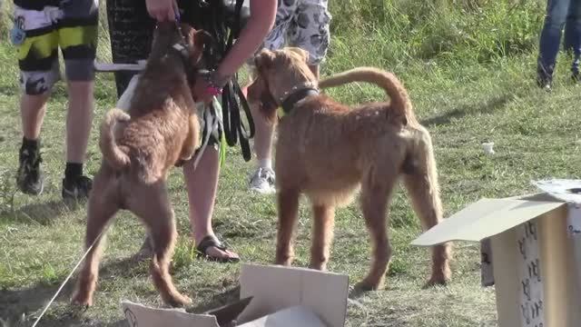 Ирландские терьеры:  соревнования по рейсингу 2014